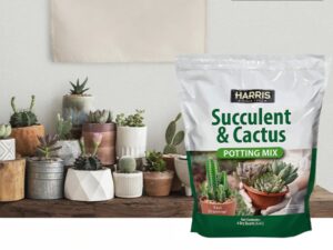 7 Best Soils for Succulents: Expert Recommendations